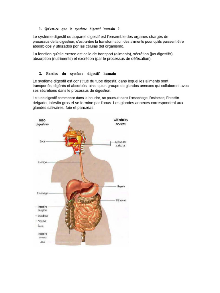 Comprendre le système digestif humain | PDF | Tractus gastro-intestinal ...