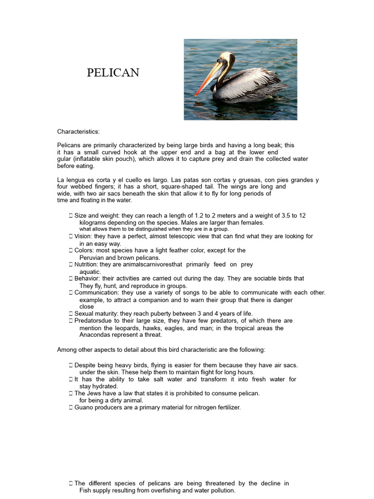 PELICAN | PDF | Predation | Birds