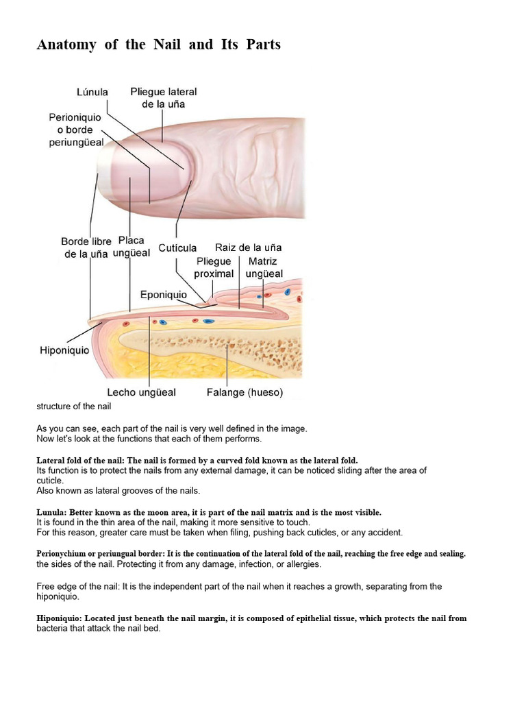 Anatomy and Functions of Nail Parts | PDF | Nail (Anatomy ...