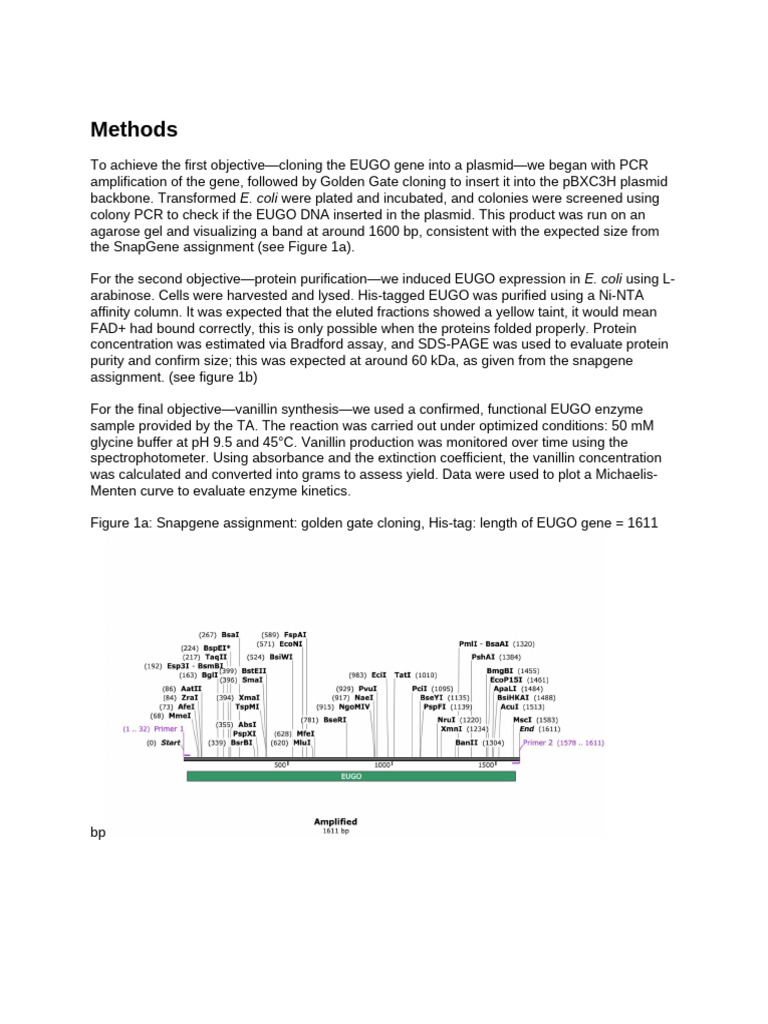 Short Report | PDF | Polymerase Chain Reaction | Molecular Cloning