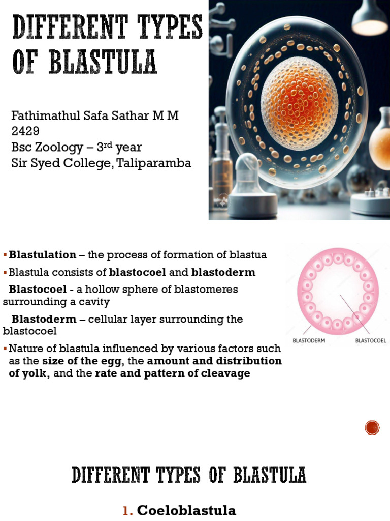 Different Types of Blastula (2429) | PDF