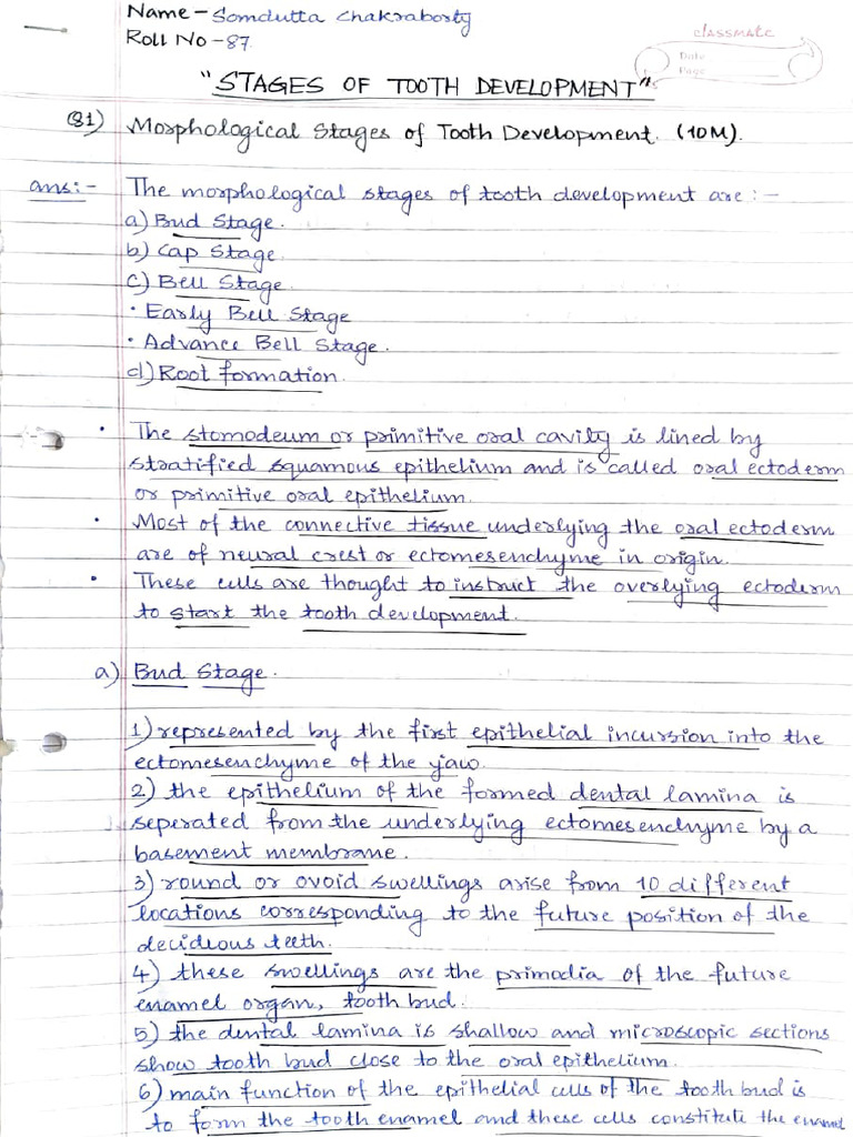 Stages of Tooth Development Explained | PDF | Anatomy | Mouth