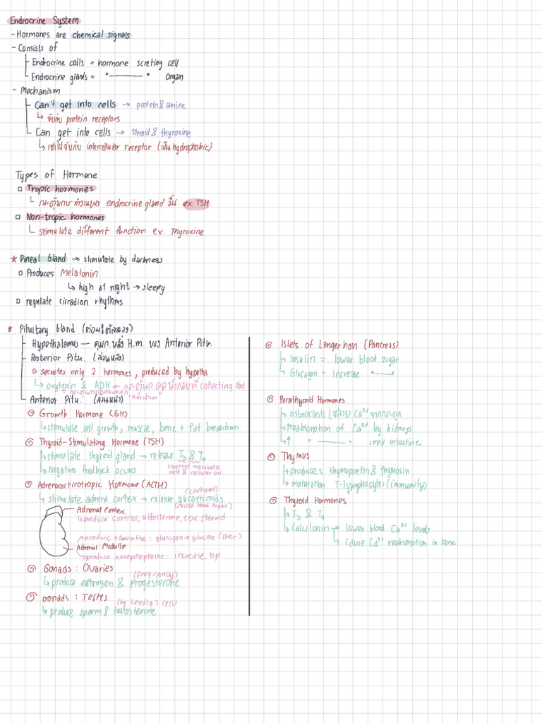 Endocrine System Biology Grade 10 | PDF | Endocrine System | Hormone