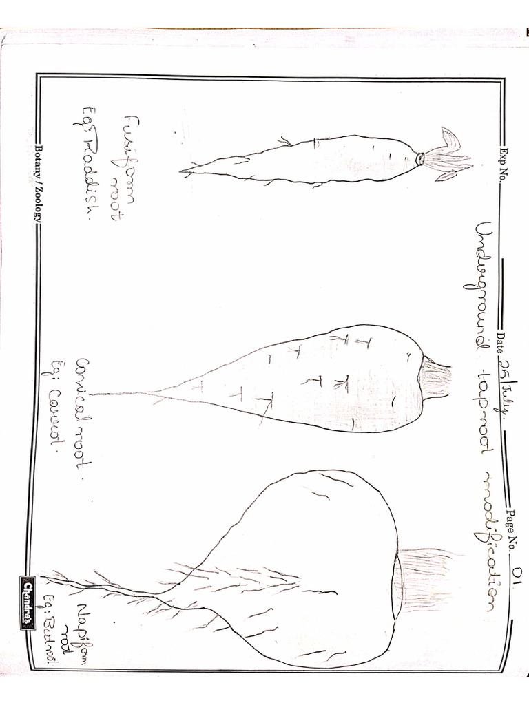Botany Record | PDF