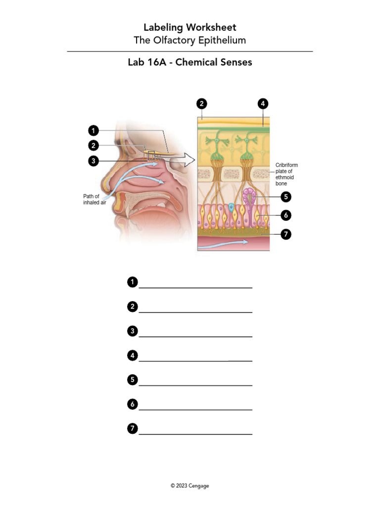 Olfactory Epithelium Labeling Worksheet | PDF