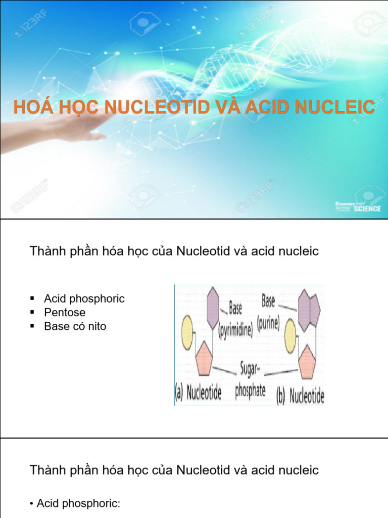 HO_C3_81_20H_E1_BB_8CC_20NUCLEOTID_20V_C3_80_20ACID_20NUCLEIC_20_5BAutosaved_5D | PDF