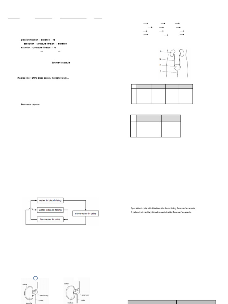 Excretion Gr.11 Worksheet | PDF | Kidney | Organ (Anatomy)