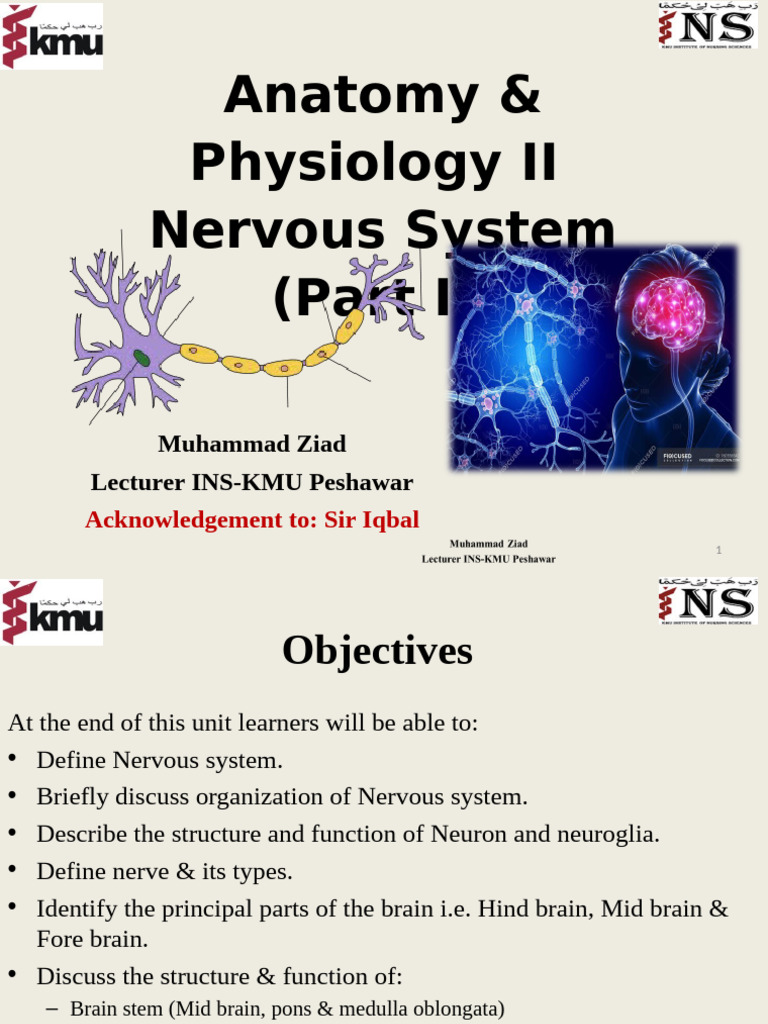 3- Nervous System Part 2 | PDF | Cerebrospinal Fluid | Spinal Cord