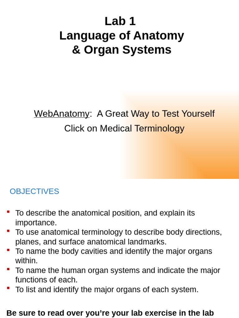 Ex 12 Language Organ Systems | PDF | Abdomen | Anatomical Terms Of Location