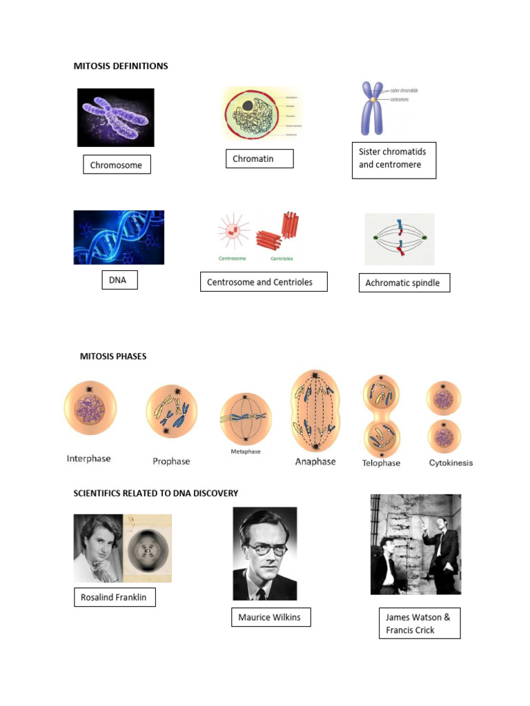 Mitosis and DNA Structure Explained | PDF