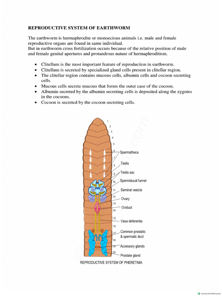 Reproduction in Earthworm 1st SEM NEP 2025 | PDF
