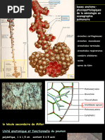 Parenchyme pulmonaire : rôle et maladies | PDF | Poumon | Pneumonie