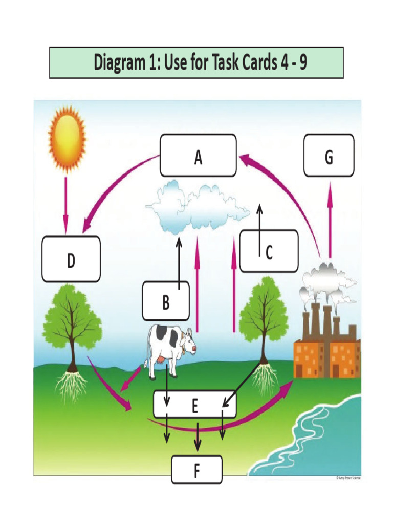 Nutrient Cycles ABS Task Cards Diagrams Eng | PDF