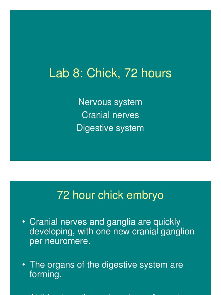 Chick Embryo 72 Hours | Nervous System | Neuron