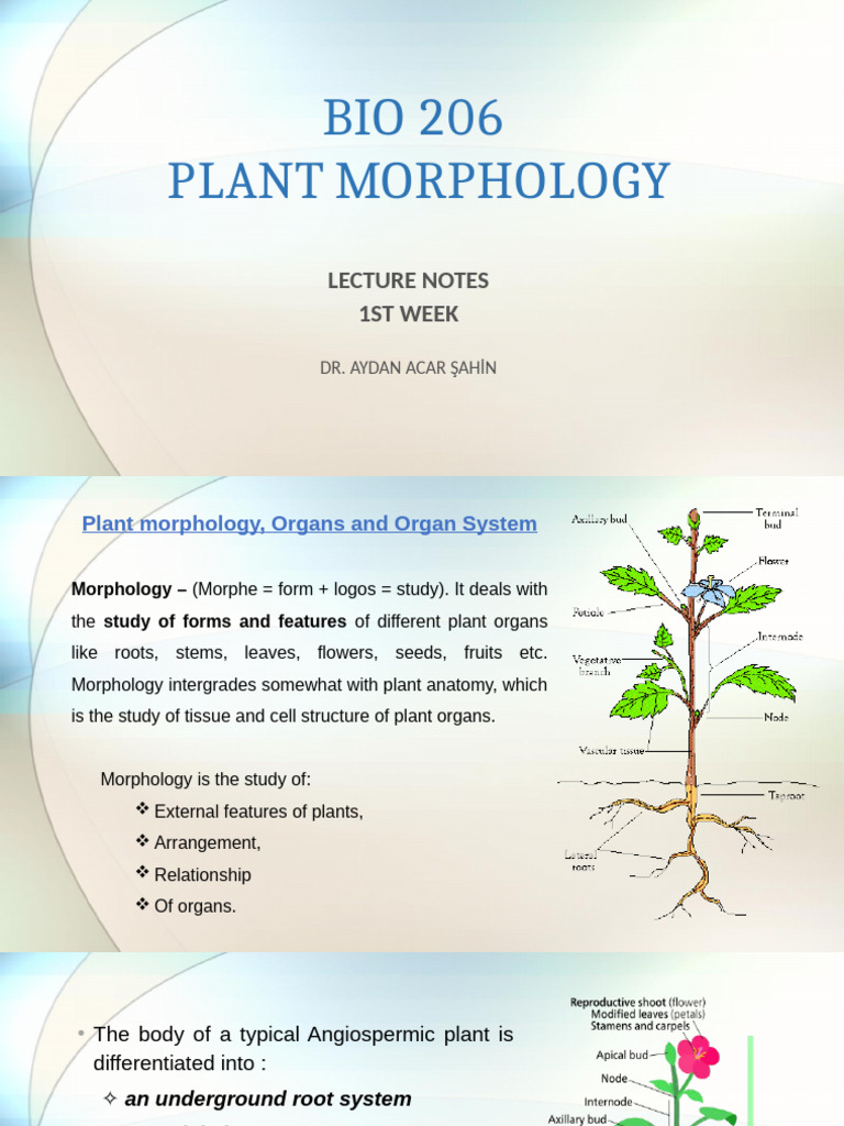 Plant Morphology Lecture Notes | PDF