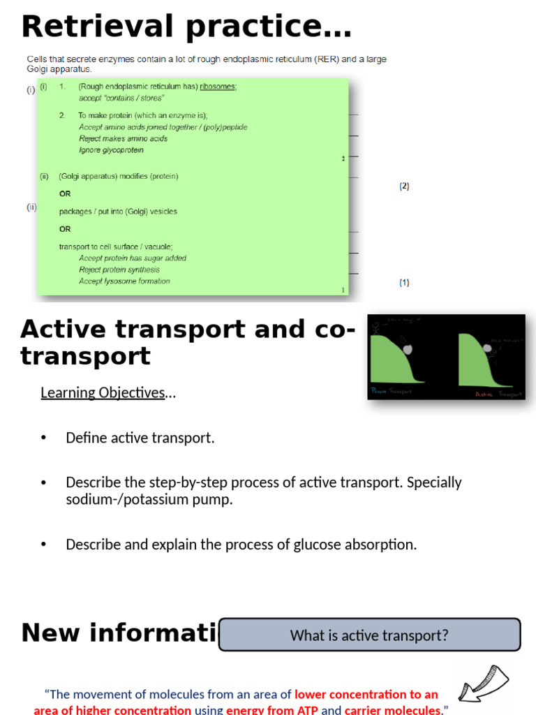 Active Transport and Co-Transport (Single) | PDF | Adenosine ...
