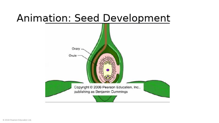 Animated Angiosperm Seed Development | PDF
