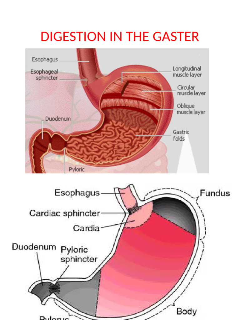 The Gaster | PDF | Stomach | Digestion