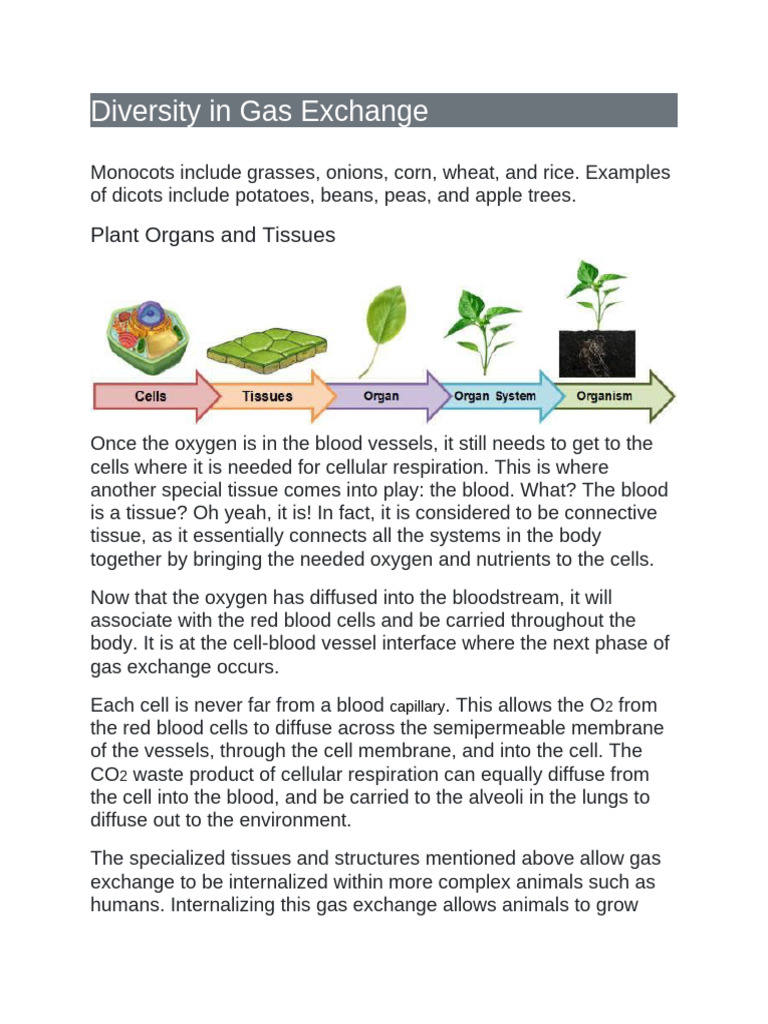Gas Exchange Diversity in Plants and Animals | PDF | Tissue (Biology ...