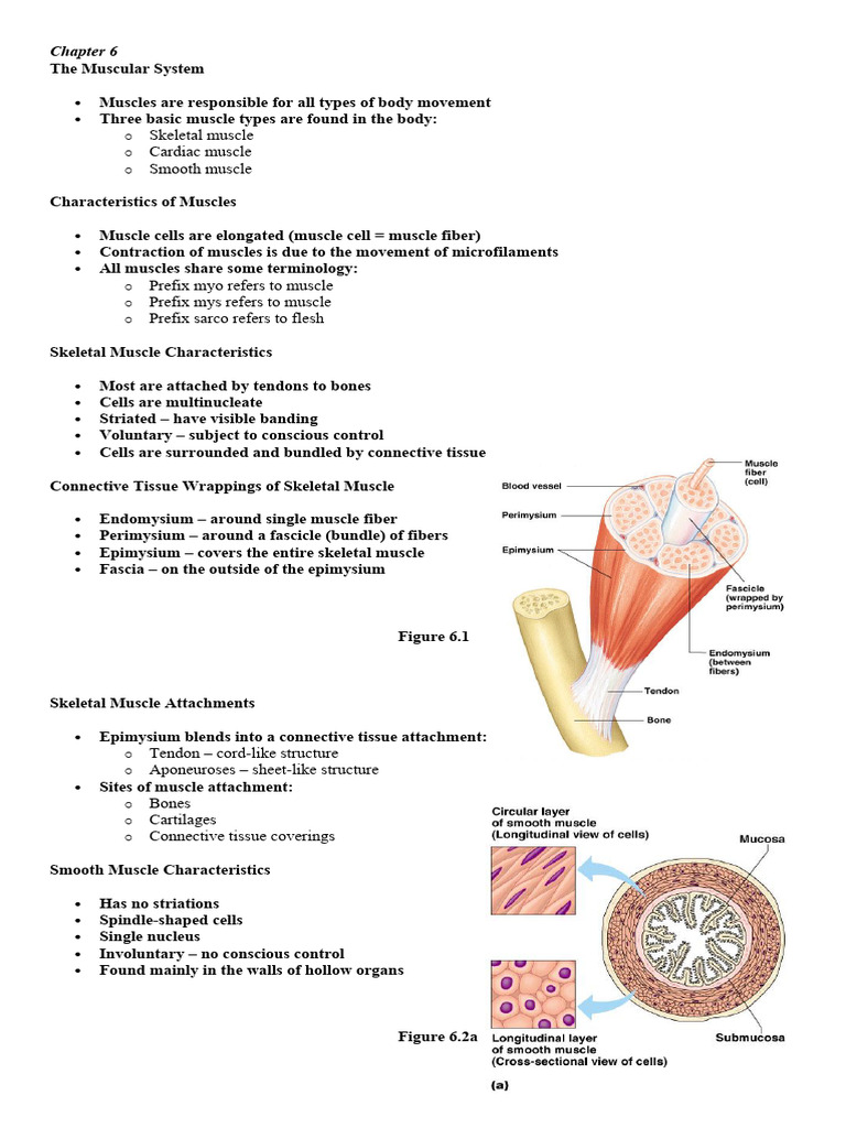 Chapter 6 The Muscular System | PDF | Muscle Contraction | Skeletal Muscle