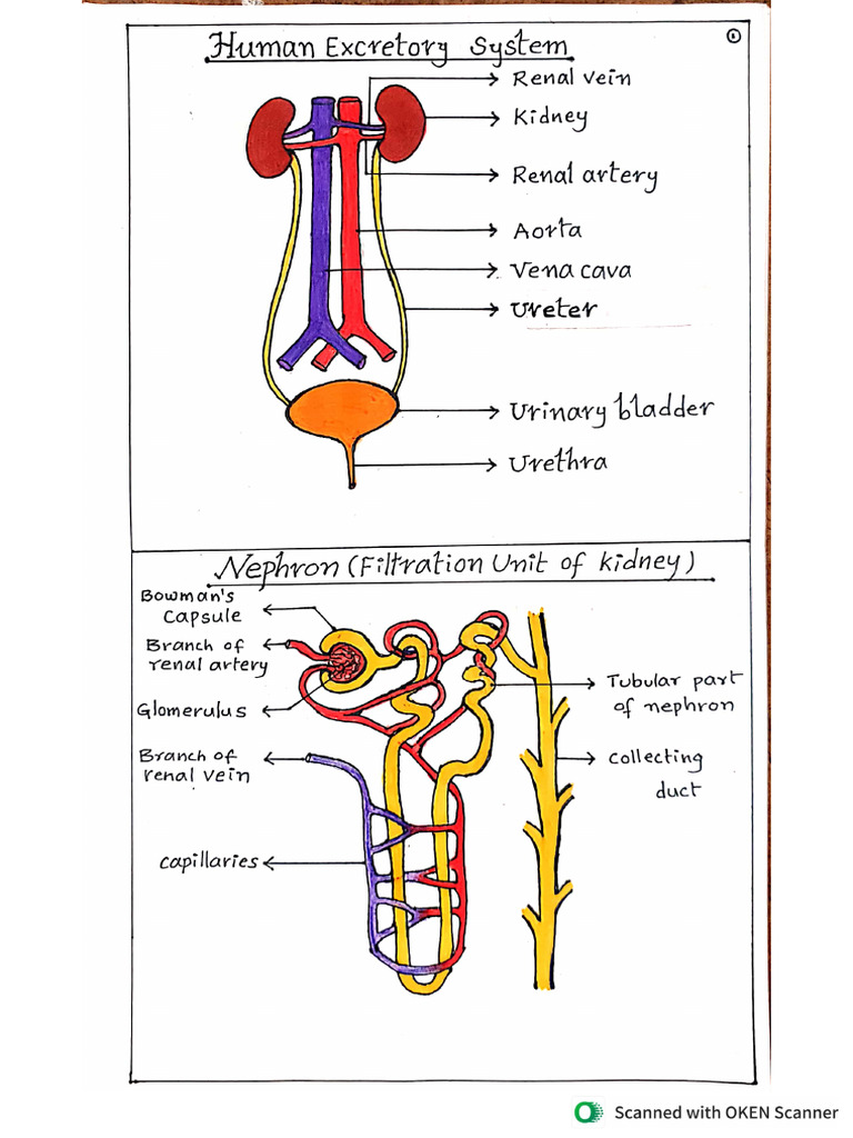 Chaduvu 10 BS Important Diagrams | PDF