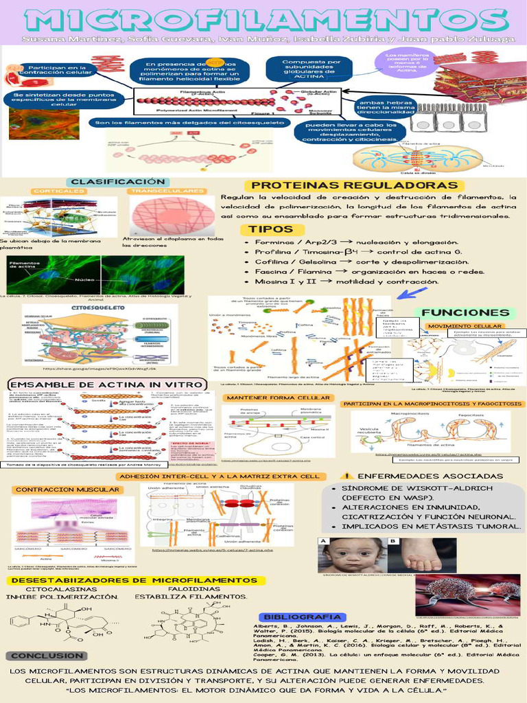 MICROFILAMENTOS Infografía Editada Lista | PDF