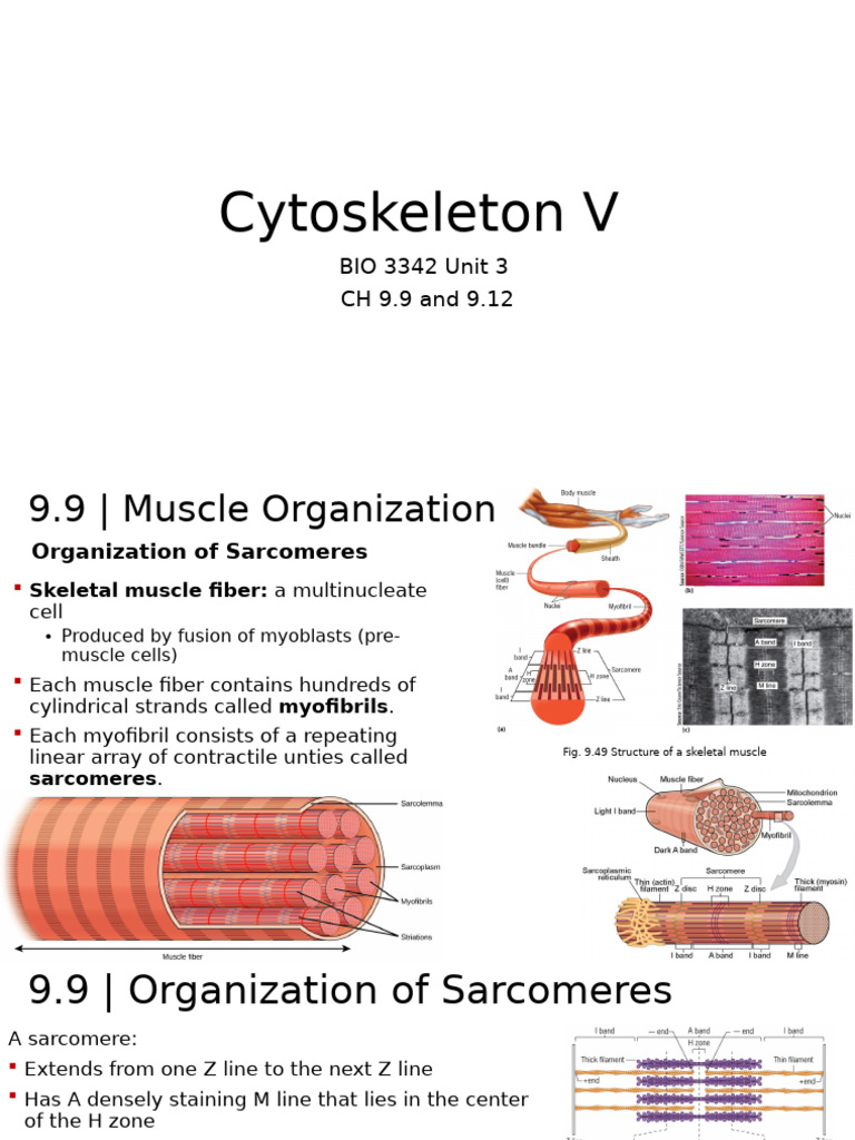 BIO 3342 Cytoskeleton v Lecture Slides CLass Version | PDF | Muscle ...