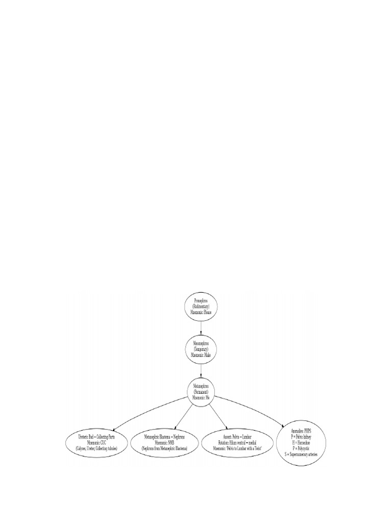 Kidney Development Mnemonic Revision | PDF