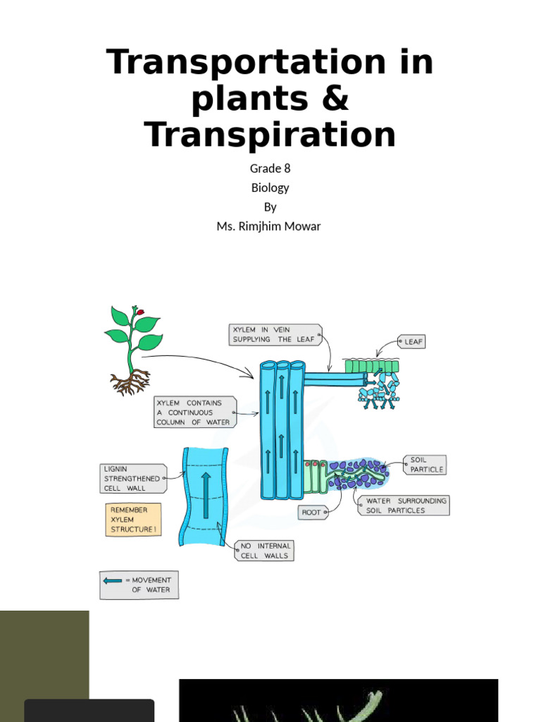 Bio Handout - Plants Transpiration | PDF