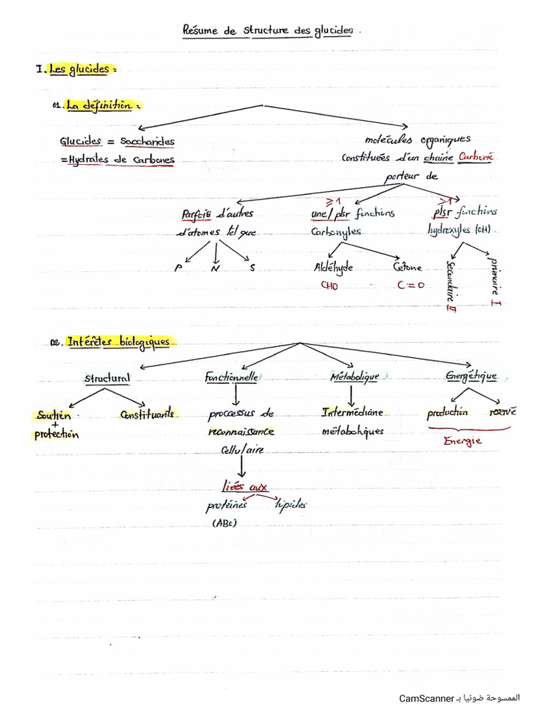 Glucides (Structure) | PDF