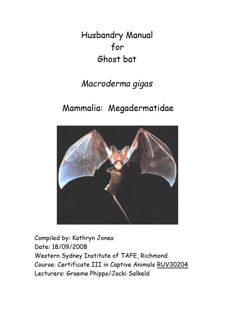 Mammals. Ghost Bat 2008KJ | PDF | Bat | Rabies
