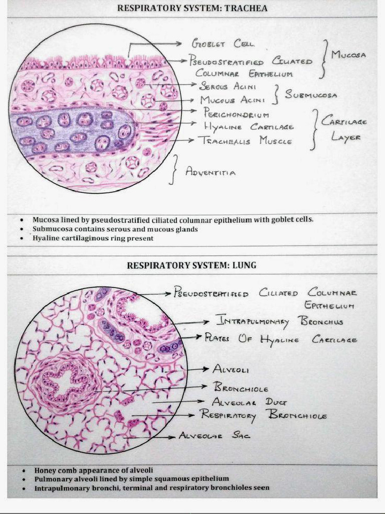 Histology Slides | PDF