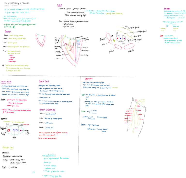 Femoral Triangle, Sheath | PDF