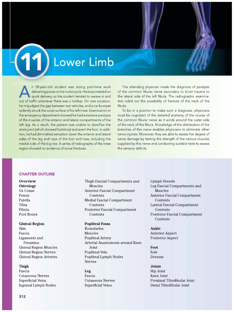 Lower Limb | PDF | Pelvis | Human Leg