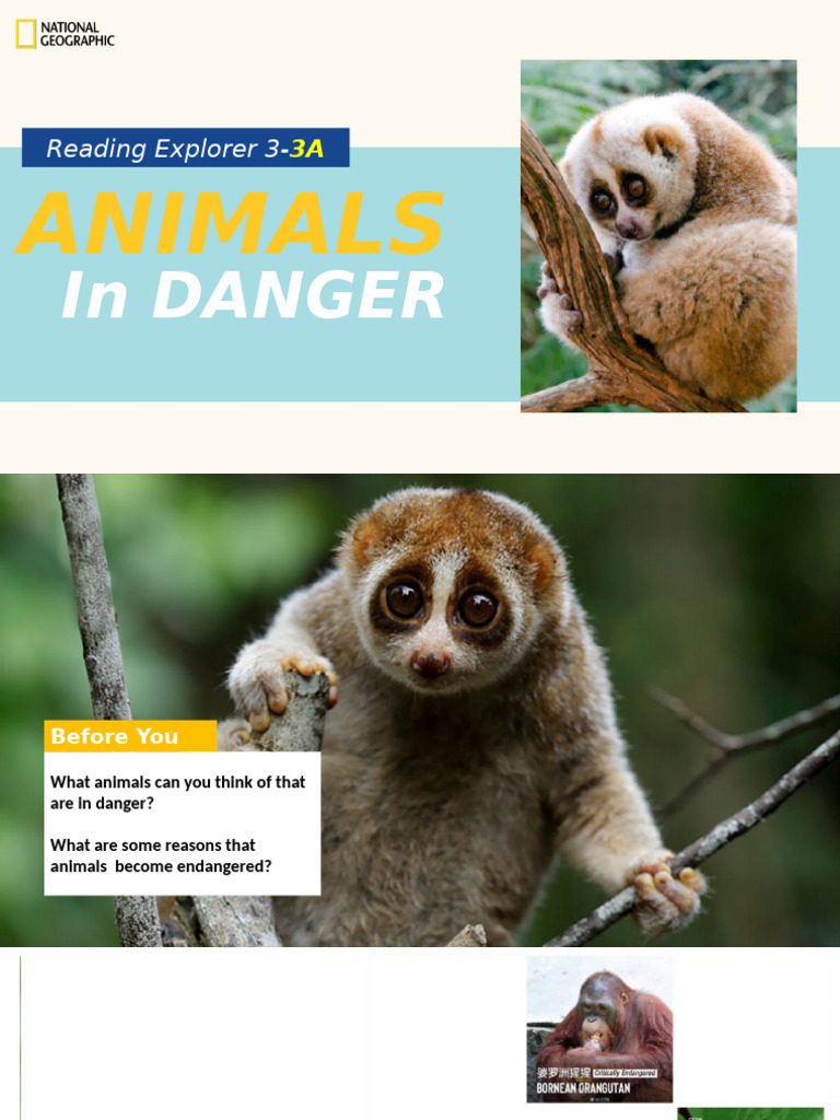3nd RE3 U3A Animals in Danger | PDF | Koala