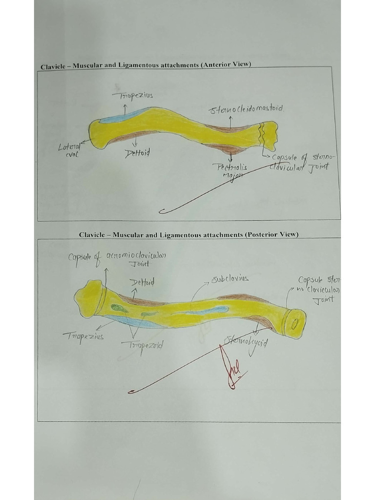 Anatomy Practical | PDF