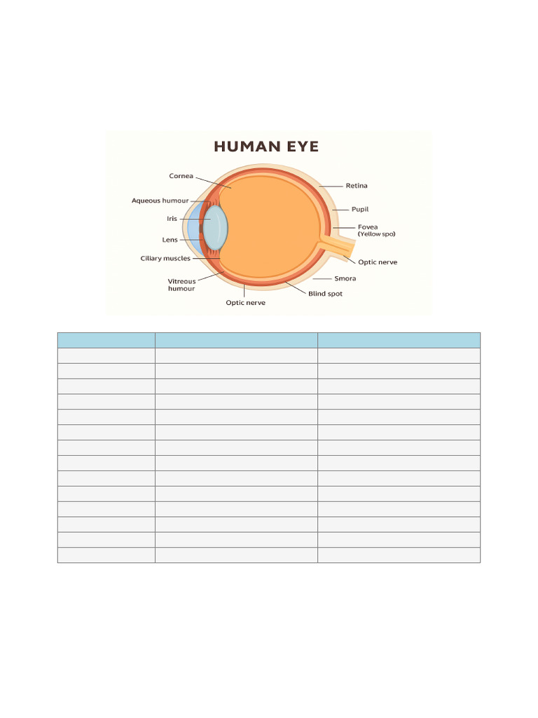 Human Eye Structure and Function Notes | PDF | Eye | Human Eye