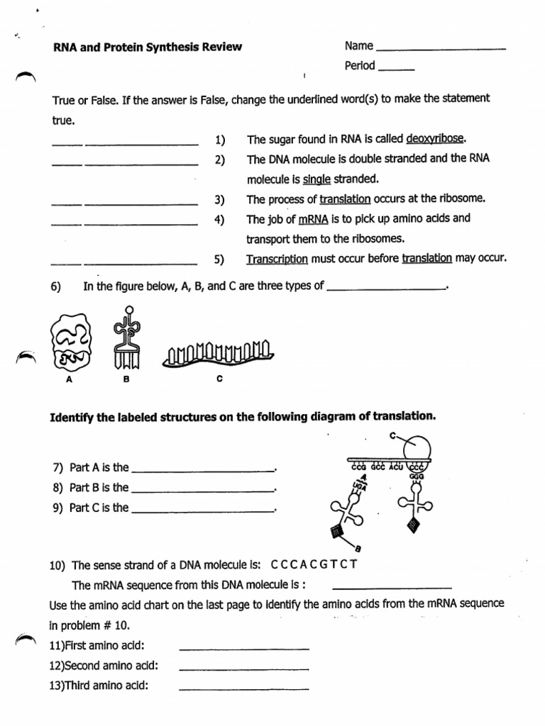 Protein Synthesis Review Packet and Key | PDF