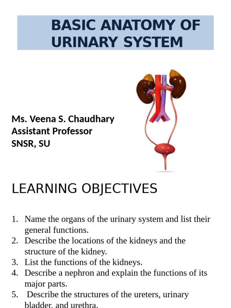 Overview of the Urinary System Anatomy | PDF | Kidney | Urinary System