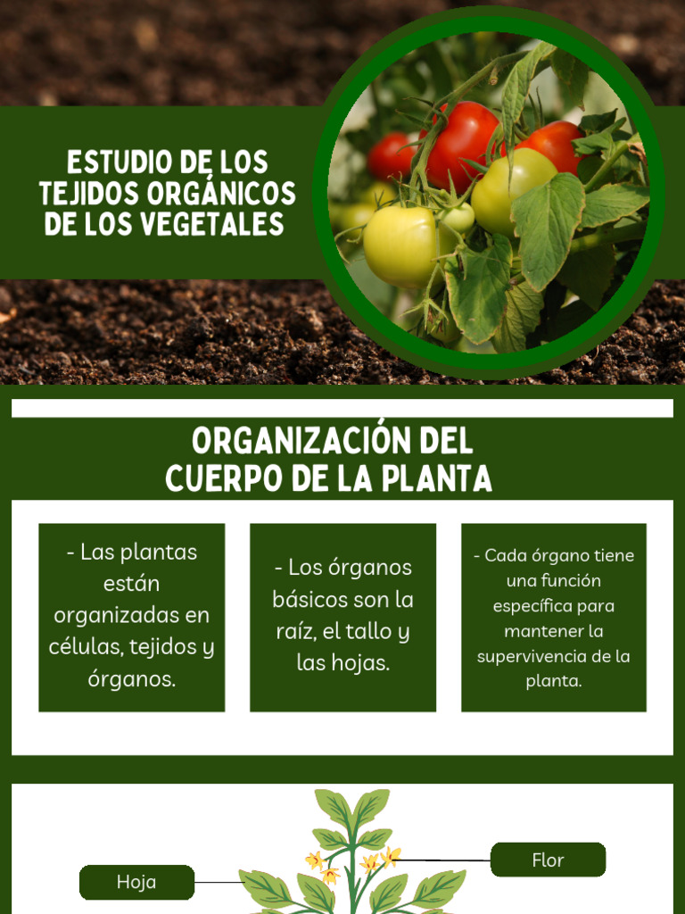 Parts of The Plant Presentation in Green Illustrative Style - 20251025 ...