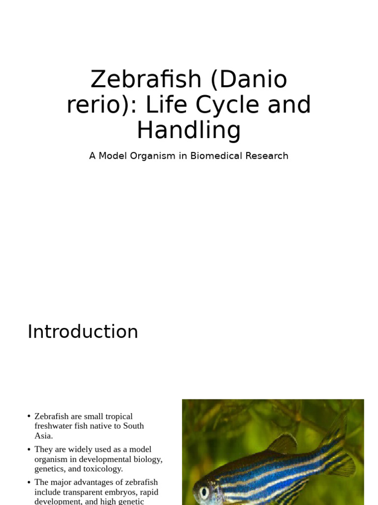 Zebrafish Life Cycle Overview | PDF | Embryo | Biology