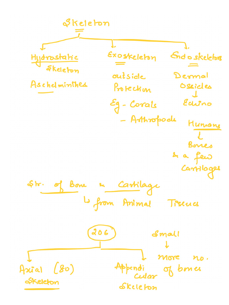 Skeleton | PDF