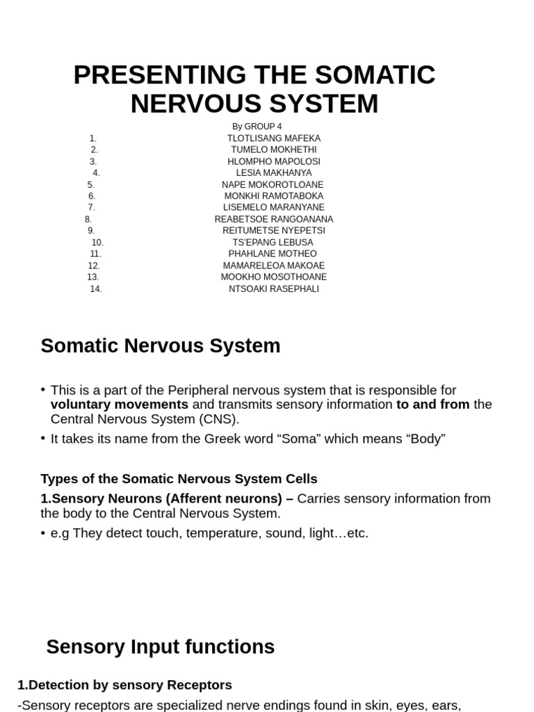 Presenting The Somatic Nervous System | PDF | Nervous System | Motor Neuron