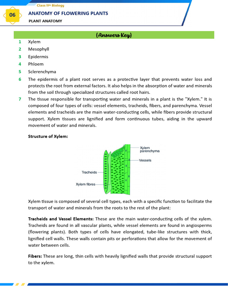 1. Plant Anatomy-1 | PDF | Tissue (Biology) | Leaf