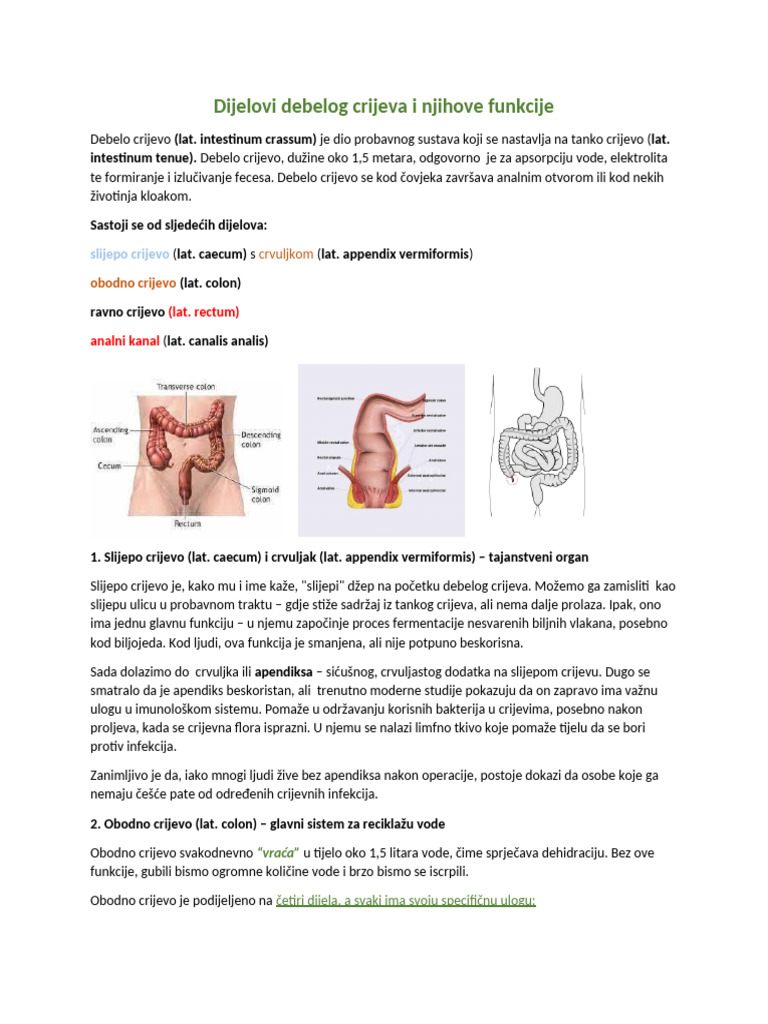 Dijelovi Debelog Crijeva i Njihove Funkcije (1) | PDF