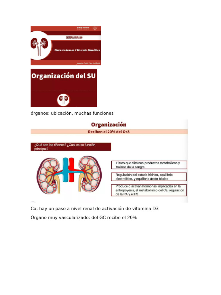 DIURESIS OSMOTICA Y DILUIDA | PDF | Riñón | Sistema urinario