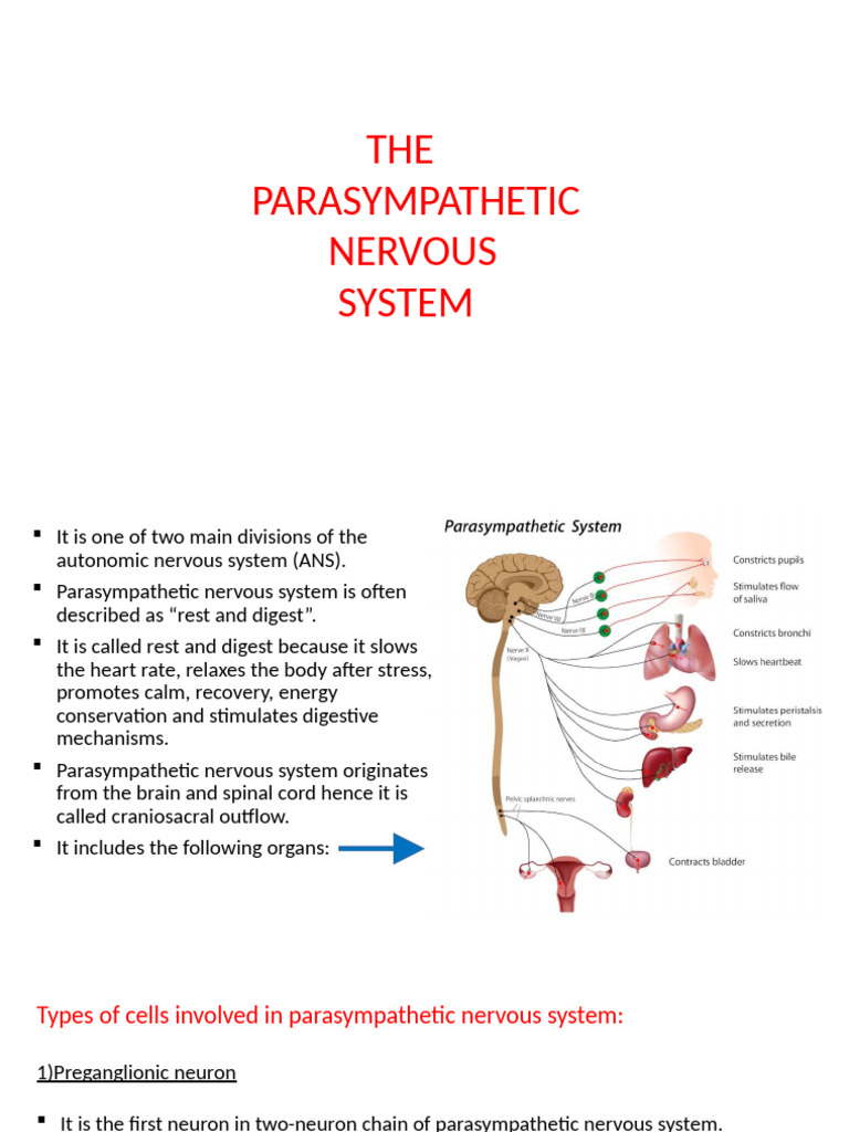 The Parasympathetic Nervous System - Cells | PDF | Stomach | Autonomic ...