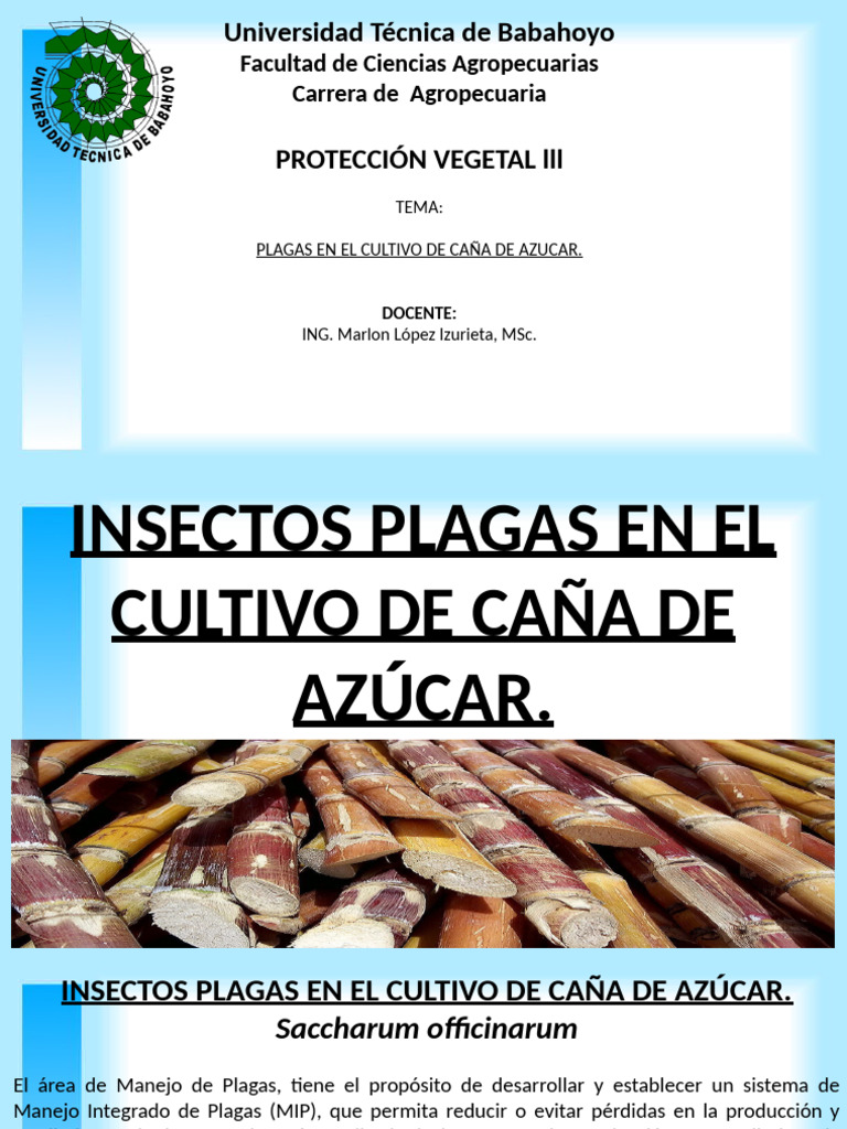 4 Plagas de La Caña | PDF | Caña de azúcar | Coccinellidae