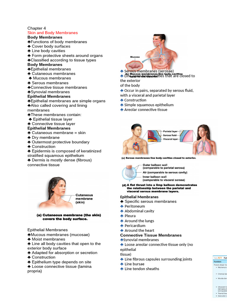Body Membranes and Skin Structure | PDF | Skin | Integumentary System