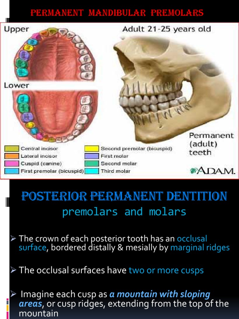 Lower Premolars | PDF | Tooth | Dentistry Branches